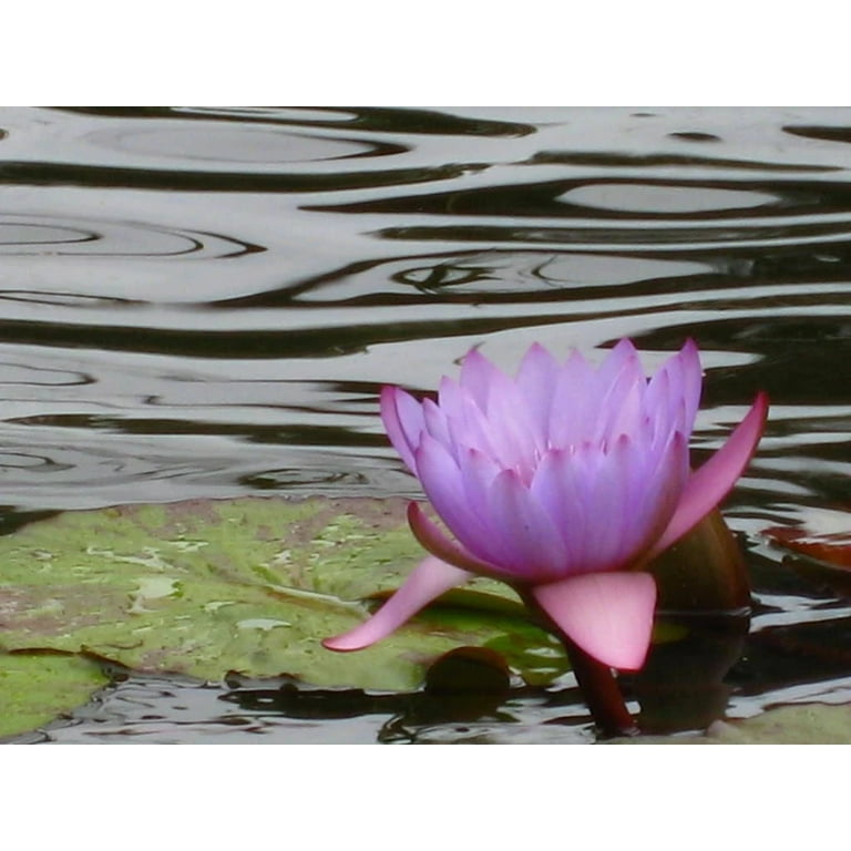 Purple Lily Pad