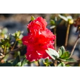 1 Gal. Red Ruffles Azalea Live Plant - Vibrant Red Blooms - Walmart.com