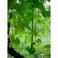 CZ Grain Dipper Gourd Seeds (10 Count) - 12" Long Necks & 5-7" Bulbs ...