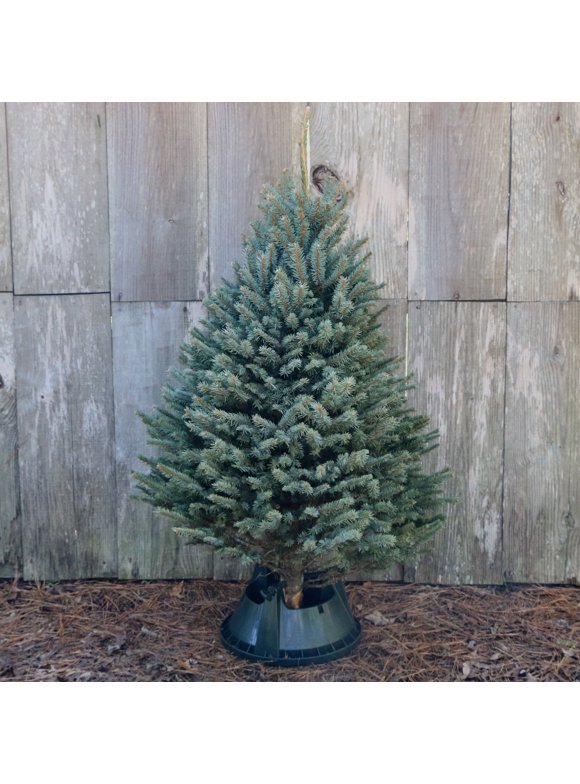 Real Christmas Trees in Christmas Trees by Type - Walmart.com