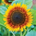 Burpee Fire Catcher Sunflower Flower Seeds, Beautiful two-tone flowers ...