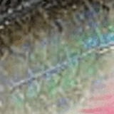 Northland Tackle Mimic Minnow Spin, Spin Jig and Tail, Freshwater ...