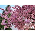 10 Seeds JAPANESE FLOWERING CHERRY Tree Oriental Prunus Serrulata ...
