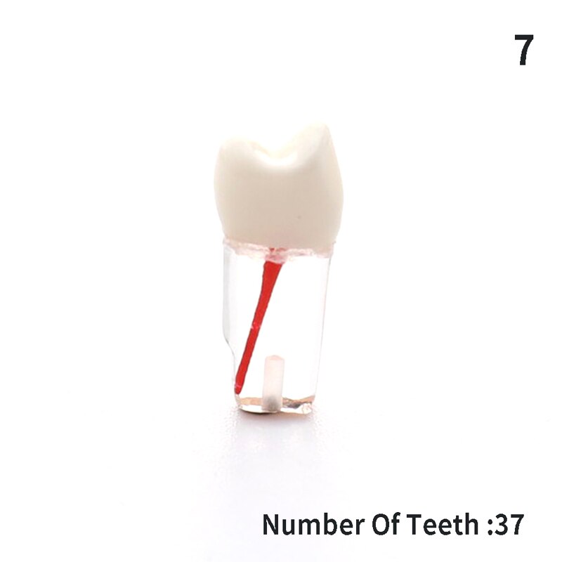 Modelo de diente para enseñanza Oral Dental resina dientes resina ...