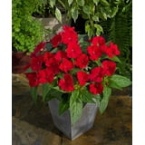 4 in. Sunpatiens® 'Compact Fire Red' Live Annual with Full Sunlight - 4 ...
