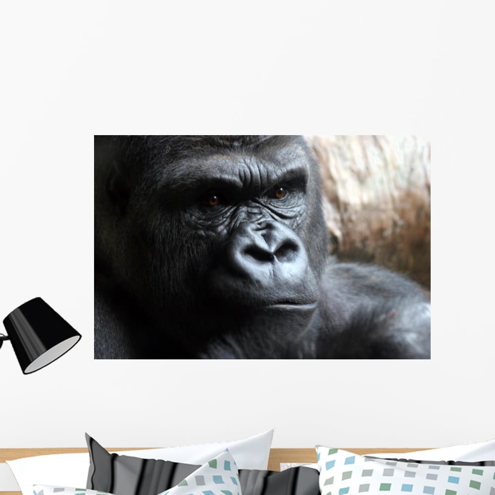 Portrait Male Gorilla Wall Mural by Wallmonkeys Peel and Stick Graphic ...
