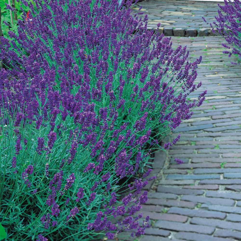 Munstead English Lavender