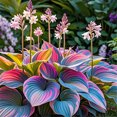 Colorful Hostas For Planting with Perennial Bloom Beautiful Garden Gift ...