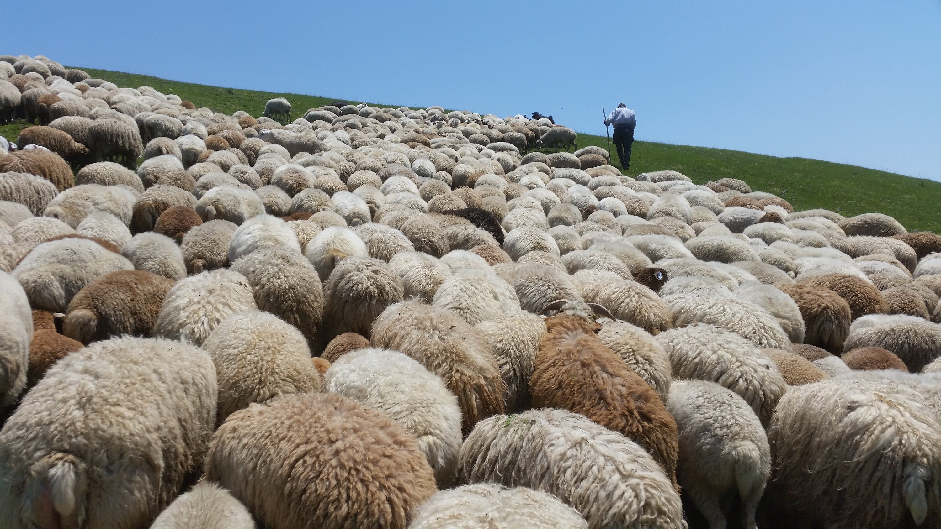 2.5LB Hand washed natural wool (no chemical) - Walmart.com