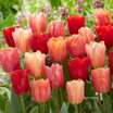 Garden State Bulb Triumph Jimmy Mix Tulip Flower Bulbs, 12/+ cm (Bag of ...
