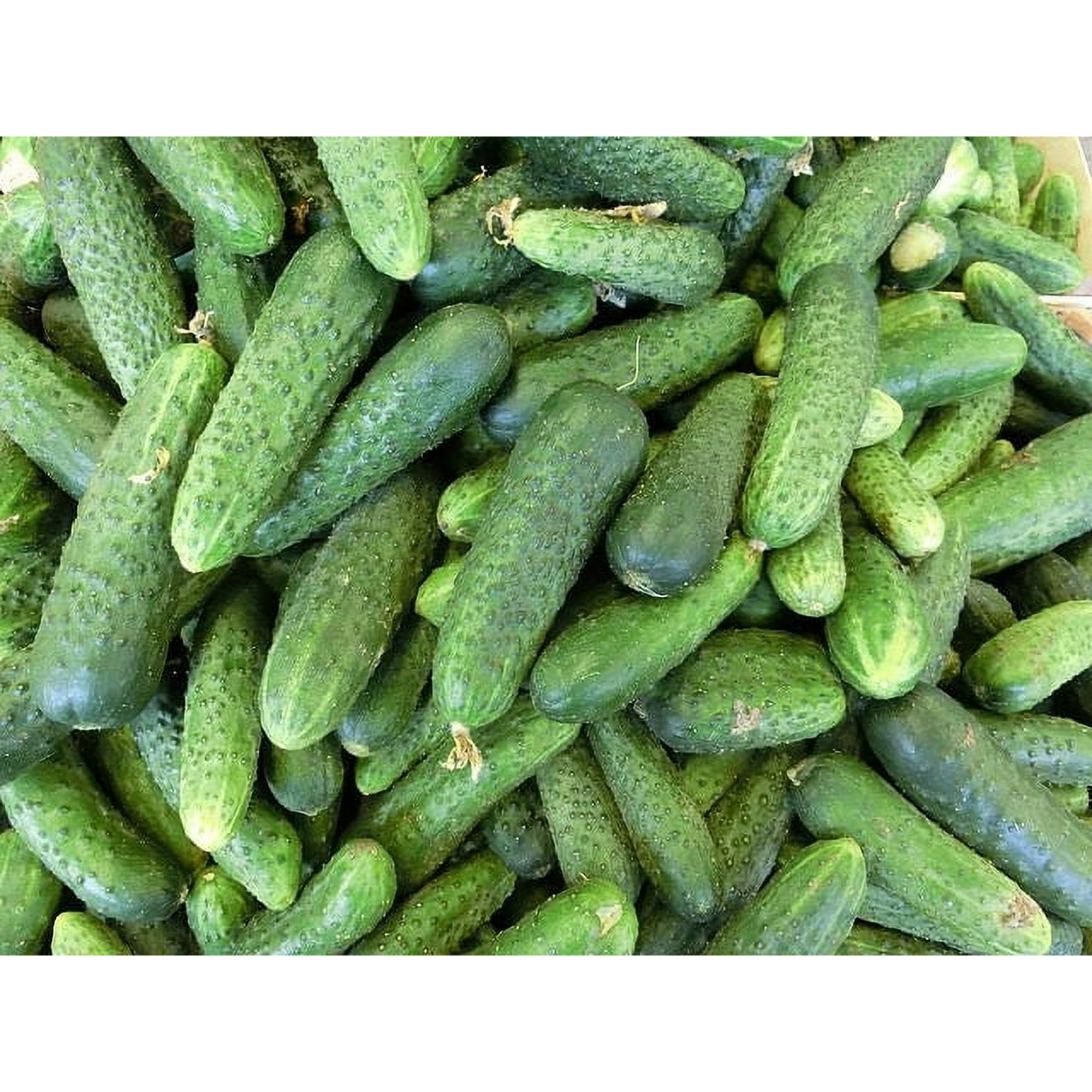 Click here for Seedville Usa 150 Boston Pickling Cucumber Heirloo... prices