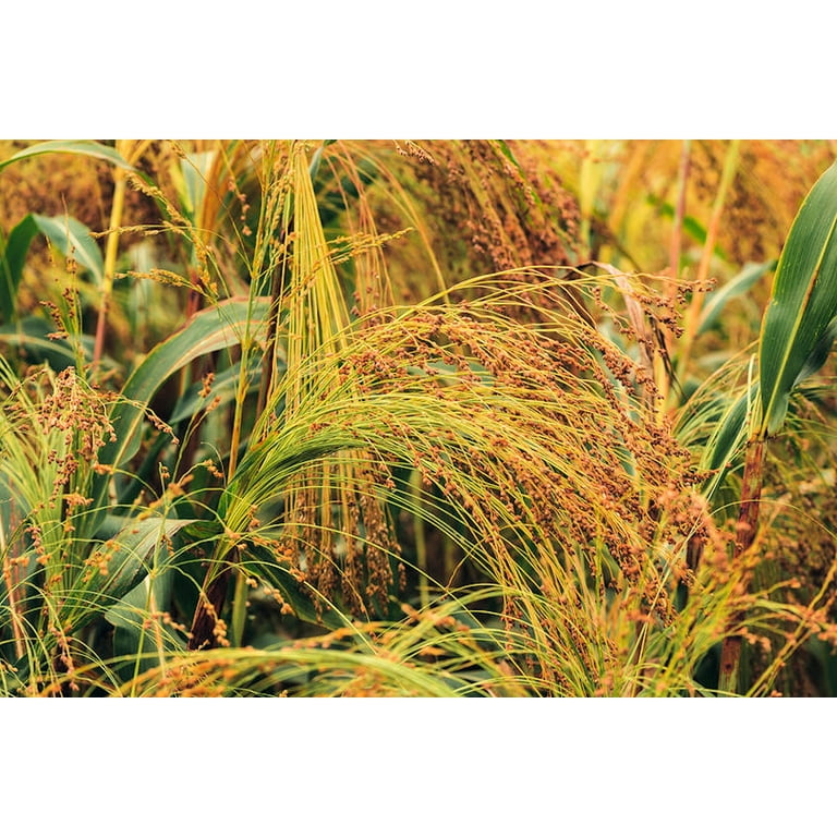White Millet Plant