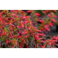 10 Red CIGAR PLANT Mexican Firecracker Cuphea Ignea Hummingbird Flower ...