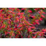 10 Red CIGAR PLANT Mexican Firecracker Cuphea Ignea Hummingbird Flower ...