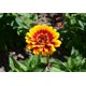 50 CAROUSEL MIX ZINNIA Elegans Carrousel Whirligig Mixed Colors Bicolor ...