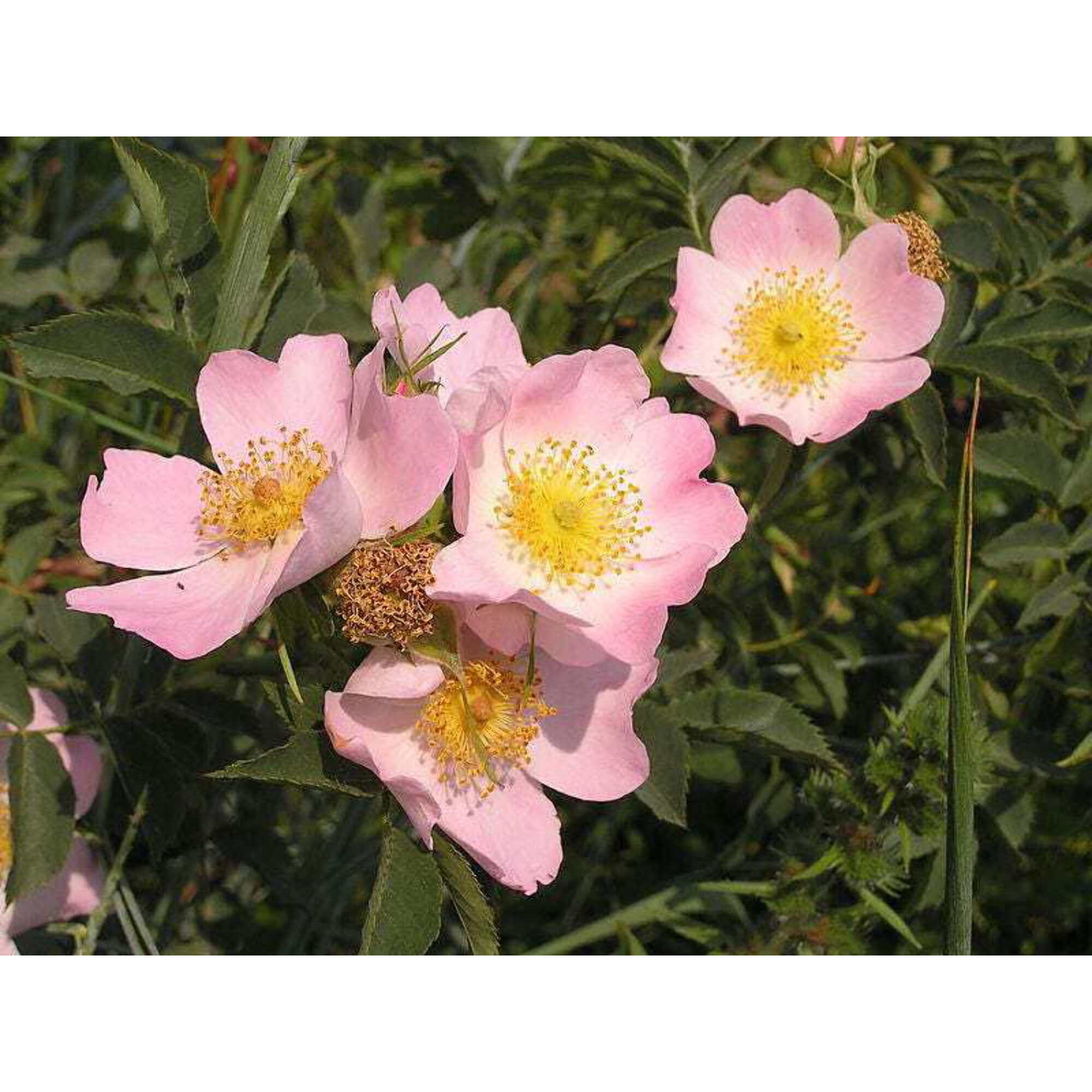 Click here for Seedville Usa 50 Thornless Pink Dog Brier Rose Bus... prices