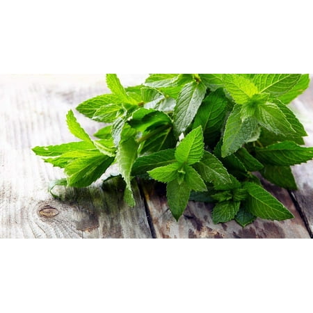 sUA: s Lemon Balm Melissa Officinalis Medicinal Plant Non GMO Heiroom ...
