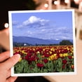 3drose, Tulips and Farm, Mount Vernon, Washington - Us48 Rsc0167 ...