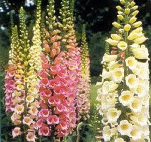 1000 DWARF FOXY MIX FOXGLOVE Digitalis Purpurea Flower Seeds - Walmart.com