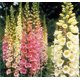 1000 DWARF FOXY Mix FOXGLOVE Digitalis Purpurea Flower Seeds - Walmart.com