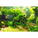 CZ Grain Aquarium Grass Seeds | 100+ Dwarf Grass Seeds | Green Carpet ...