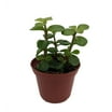 Taco Leaf Peperomia - Peperomia axilaris - Easy Succulent Houseplant ...