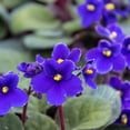 Blue African Violets Live Plants, African Violet Plant, 4 Inc Pot ...