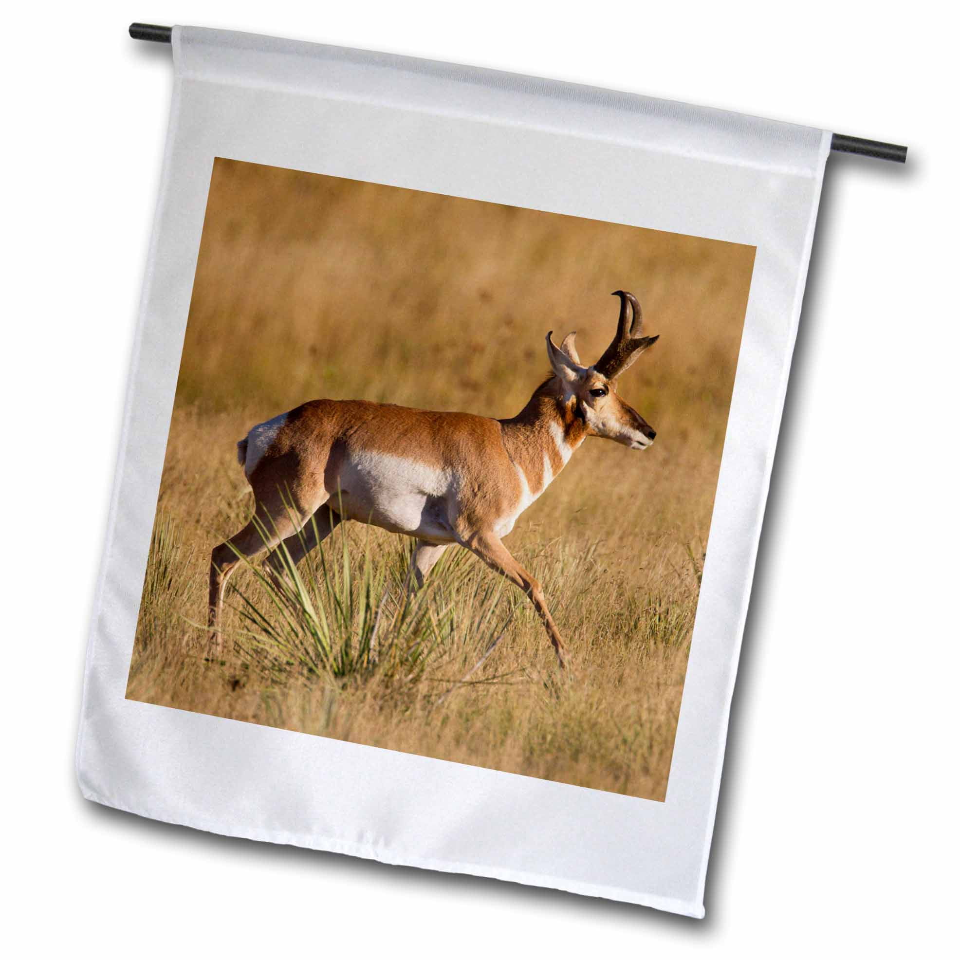 3dRose Pronghorn antelope running through prairie grass - US32 LDI0060 ...