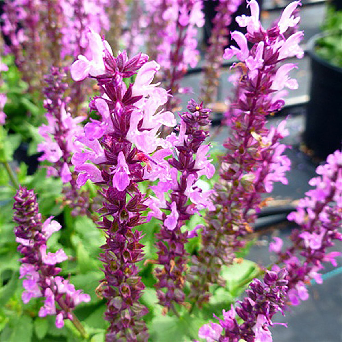 Lyrical™ Rose Meadow Sage - Salvia - 4" Pot - Walmart.com