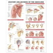 Human Spine Disorders Anatomical Chart - Walmart.com