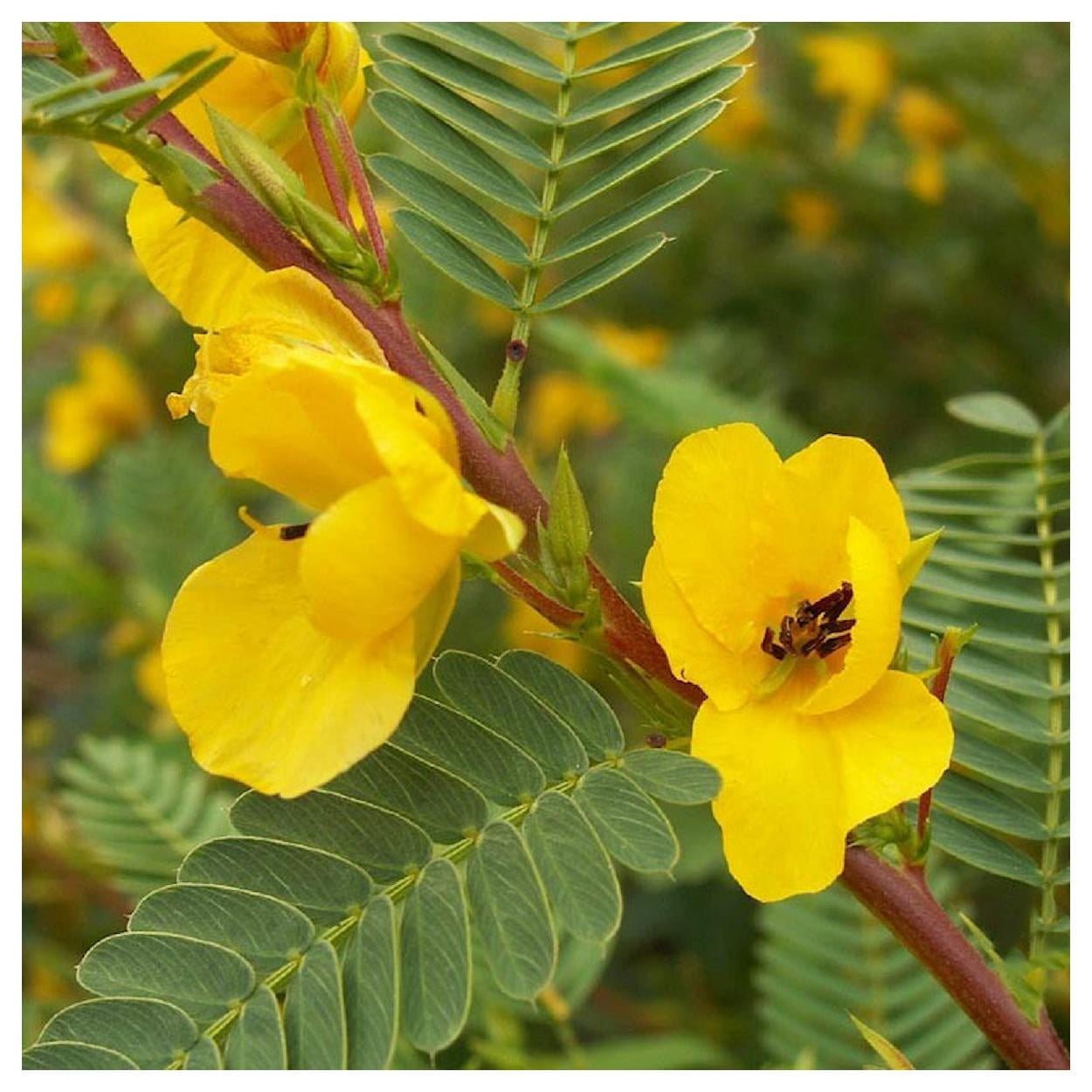 Everwilde Farms - 1 oz Partridge Pea Native Wildflower Seeds - Gold ...