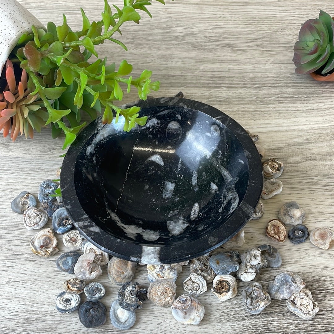 Orthoceras Fossil Bowl- 4", 5", and Freeform - Walmart.com