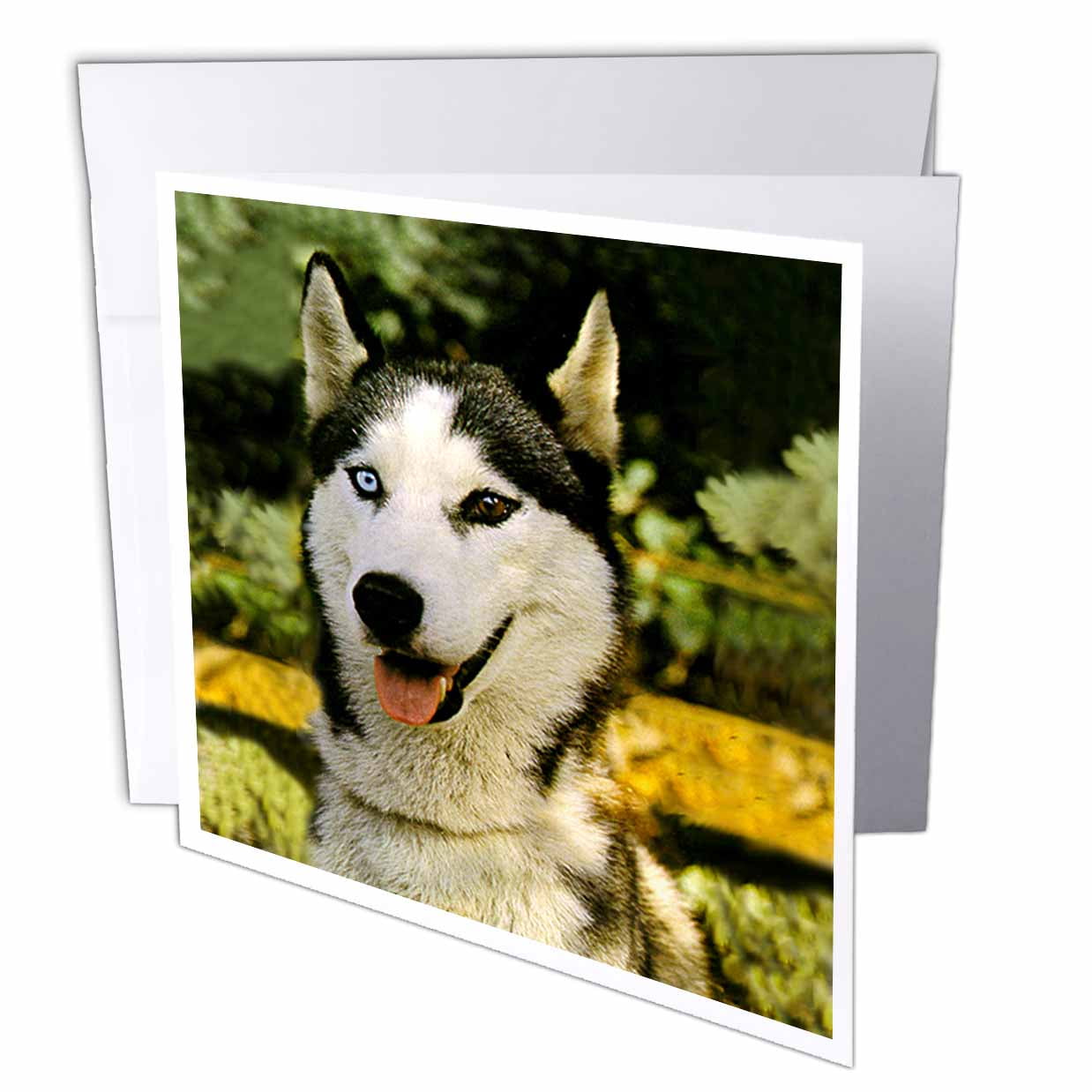 Siberian Husky 12 Greeting Cards with envelopes gc-508-2 - Walmart.com