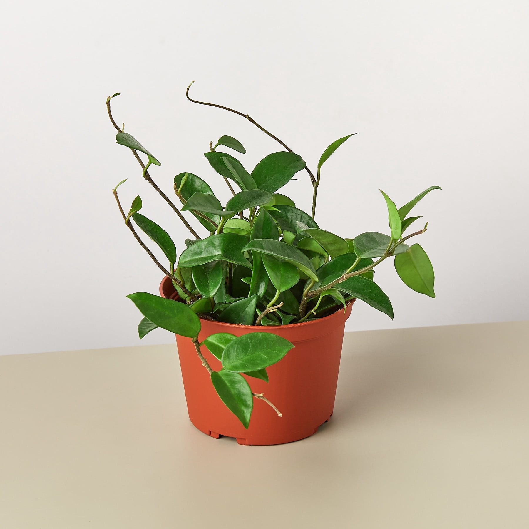 Floral & Garden Crafts Home & Hobby Very full 4 potted starter Hoya ...