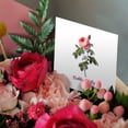3drose, Pink Cabbage Rose with Rosebuds Botanical Print, 6 Greeting ...