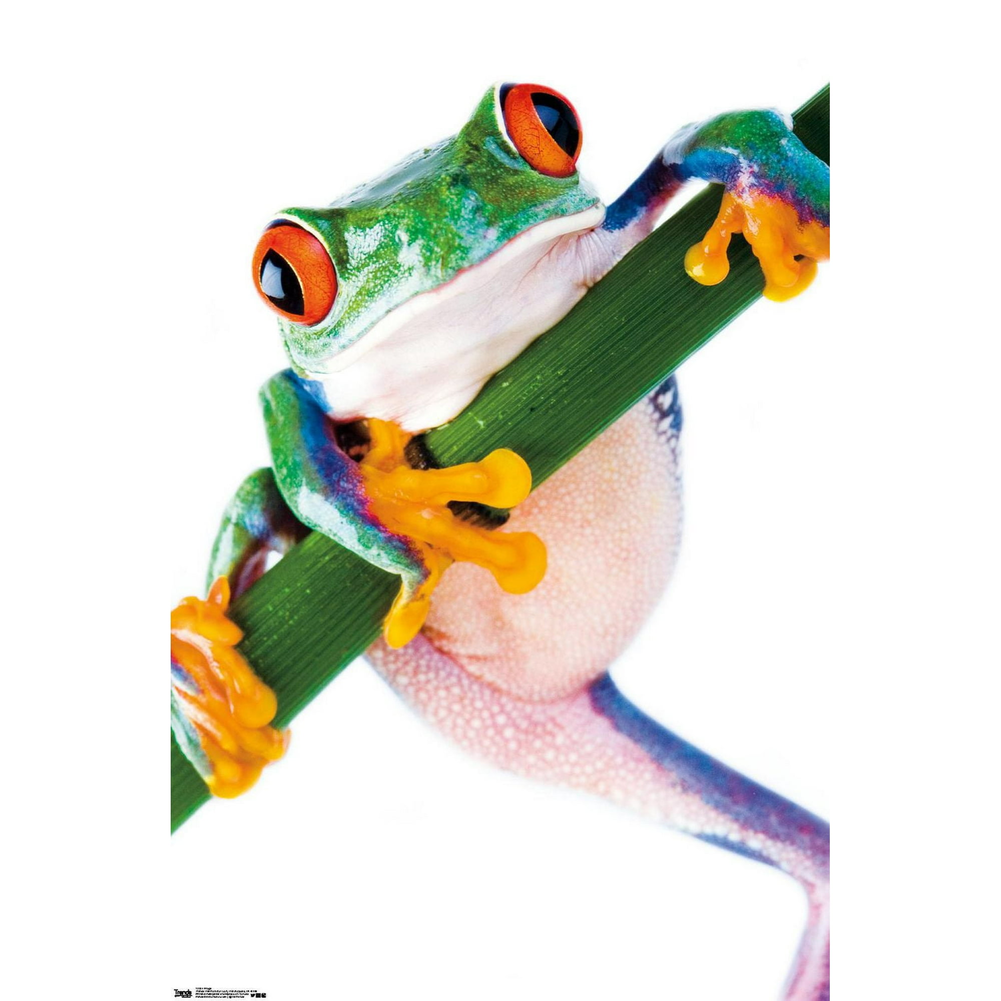 Click here for Trends International Tree Frog Wall Poster  22.375... prices