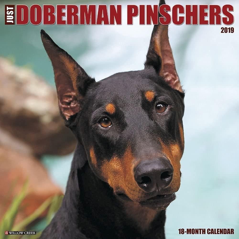 Doberman Pinschers 2019 Wall Calendar, Format: 2019 Wall Calendar By ...