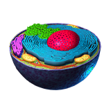 ScienceWiz Cells Under a Microscope Kit - Walmart.com