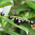 Brighter Blooms - Skip Laurel Shrub, 3 gal - No Shipping to AK, AZ, CA ...