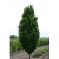 RedCrocus European Hornbeam 'Fastigiata'- Densely Foliage ...