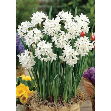 Ziva Paperwhite Bulbs in an Elegant Box, 3 Bulbs with a Plastic ...