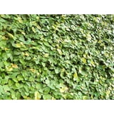 Green Pumila Ficus Tree - Live Starter Plant in a 2 Inch Pot - Ficus ...