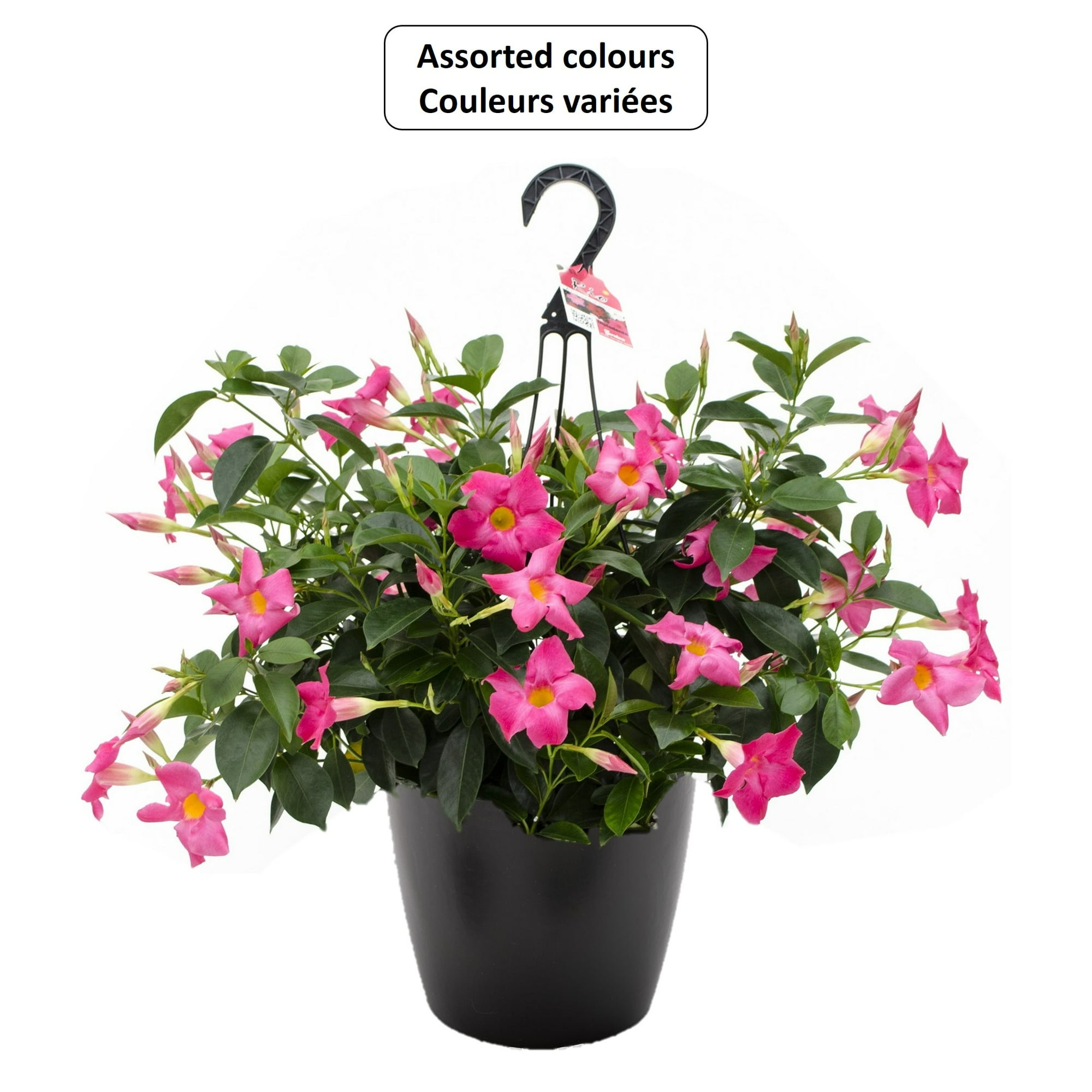 Click here for Rio #1.5g Dipladenia Hanging Basket Flowering Annu... prices