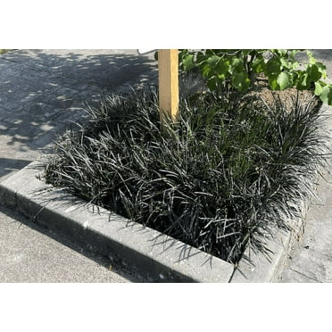 3 Containers of 2.5 Inch Pot of Black Mondo Decorative Grass, nice pot ...