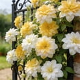 Robust hot-weather enduring clematis – Slender upright – Blossoms each ...