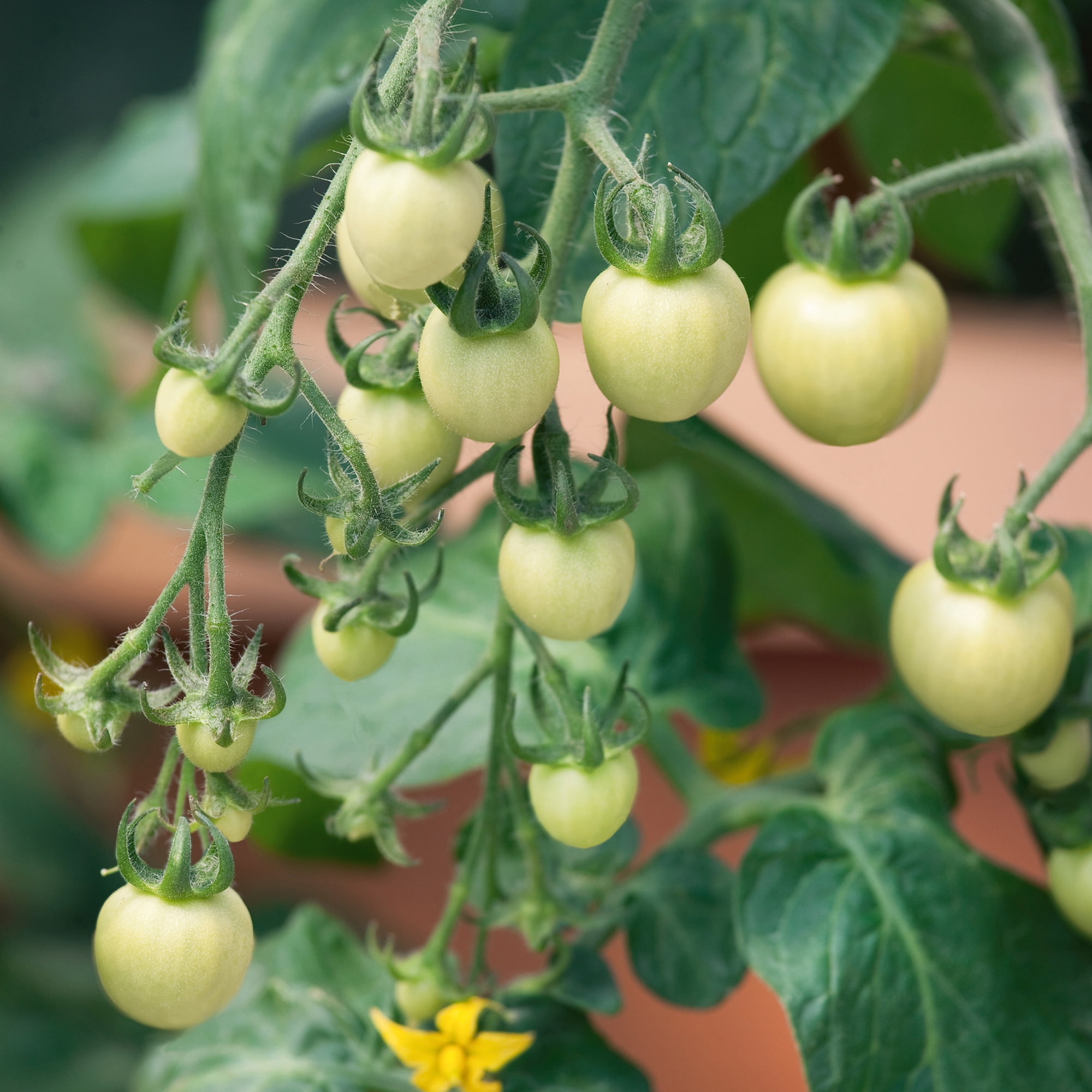Super Snow White Tomato Seeds - 1 Oz ~6800 Seeds - Non-GMO, Heirloom ...