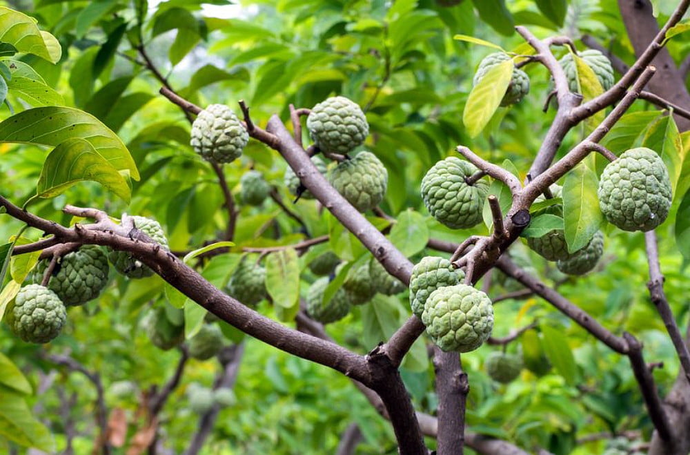 Anonas Fruit Tree