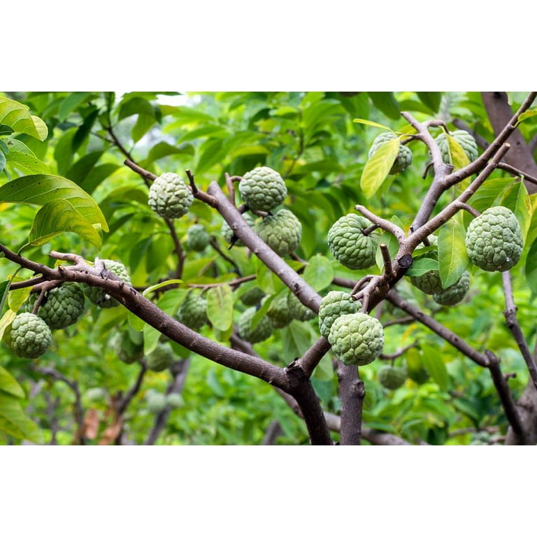 Annona Squamosa Tree