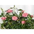 Live 6" Mini Pink Rose Bush in 6" Plastic Grow Pot - Walmart.com