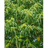 Chinese Chestnut Live Tree Seedling, Fruit Plant, Nut Seeds | No ...